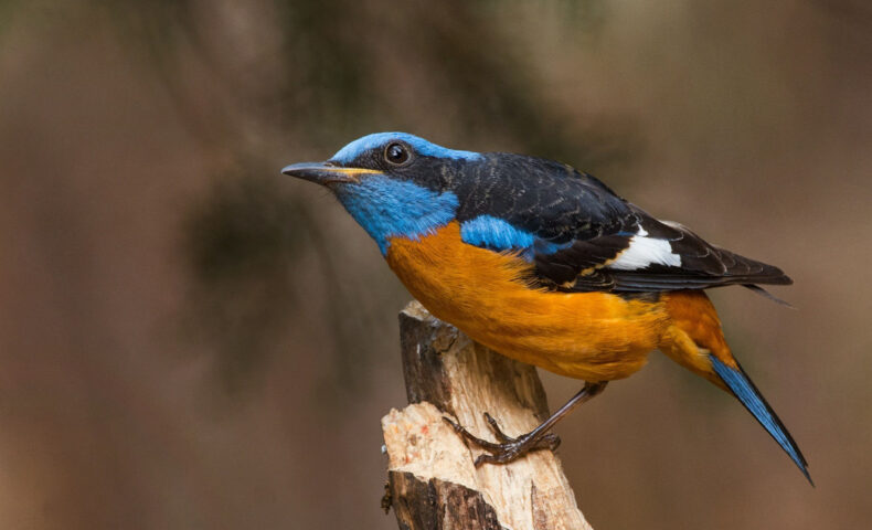 Blue- capped rock thrush - Wild Destination